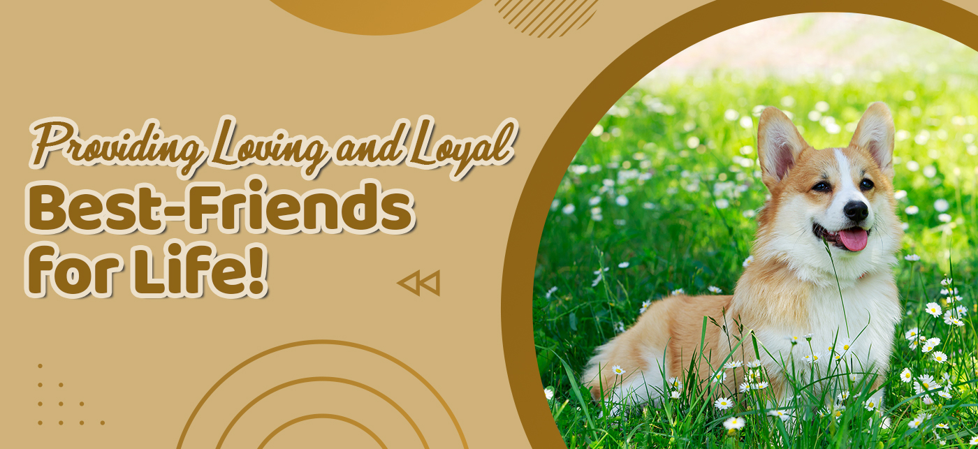 Treasured Paws Puppies Homepage