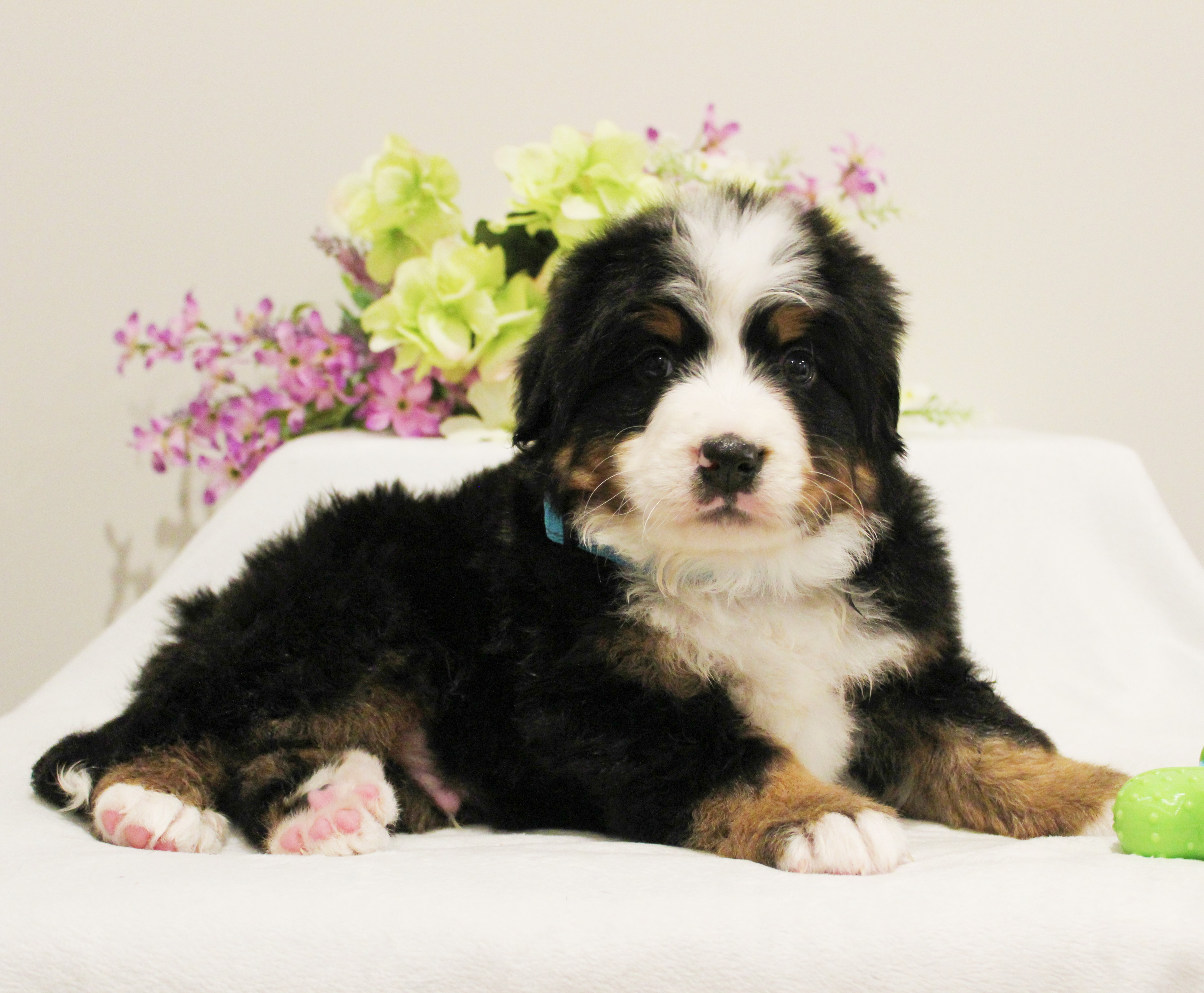 puppy, for, sale, Bernese Mountain Dog, Melvin Fisher, dog, breeder ...