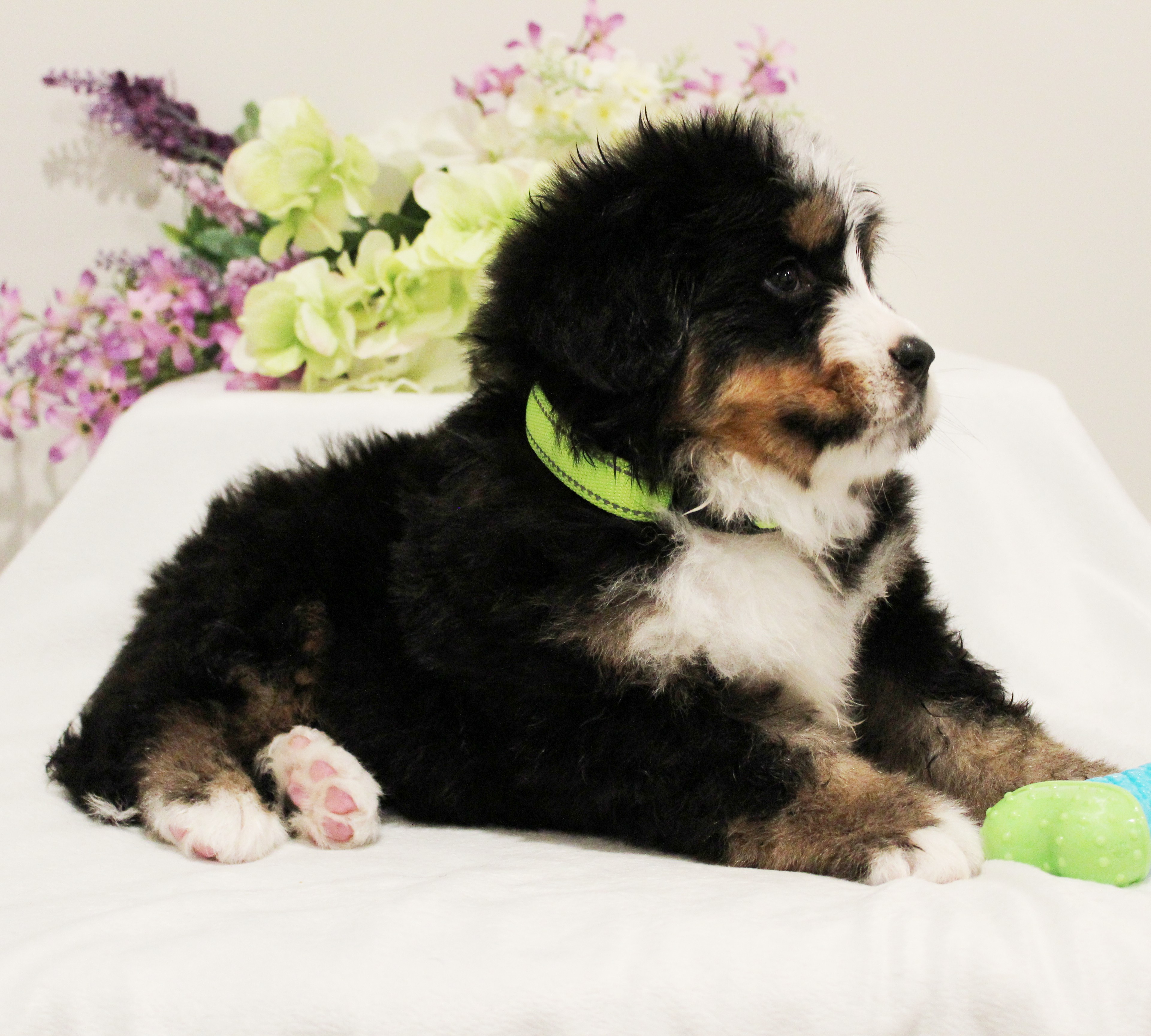 puppy, for, sale, Bernese Mountain Dog, Melvin Fisher, dog, breeder ...