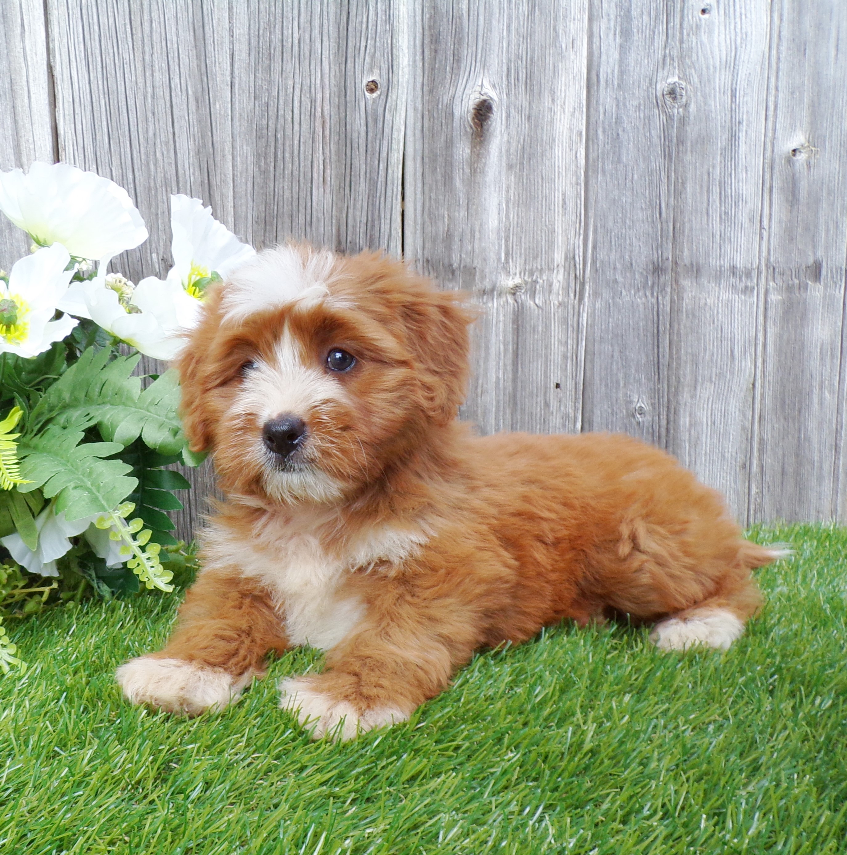 puppy, for, sale, Miniature Bernedoodle, Melvin Fisher, dog, breeder ...