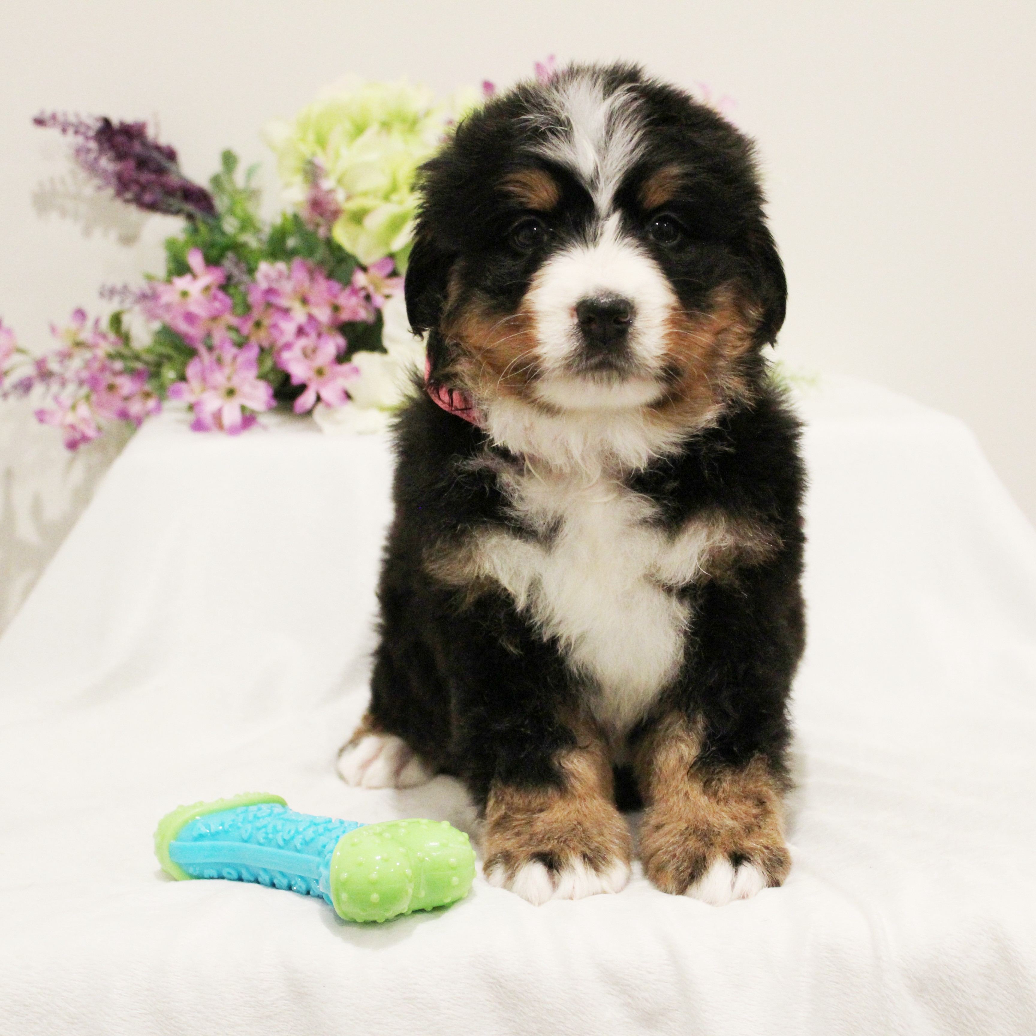 puppy, for, sale, Bernese Mountain Dog, Melvin Fisher, dog, breeder ...