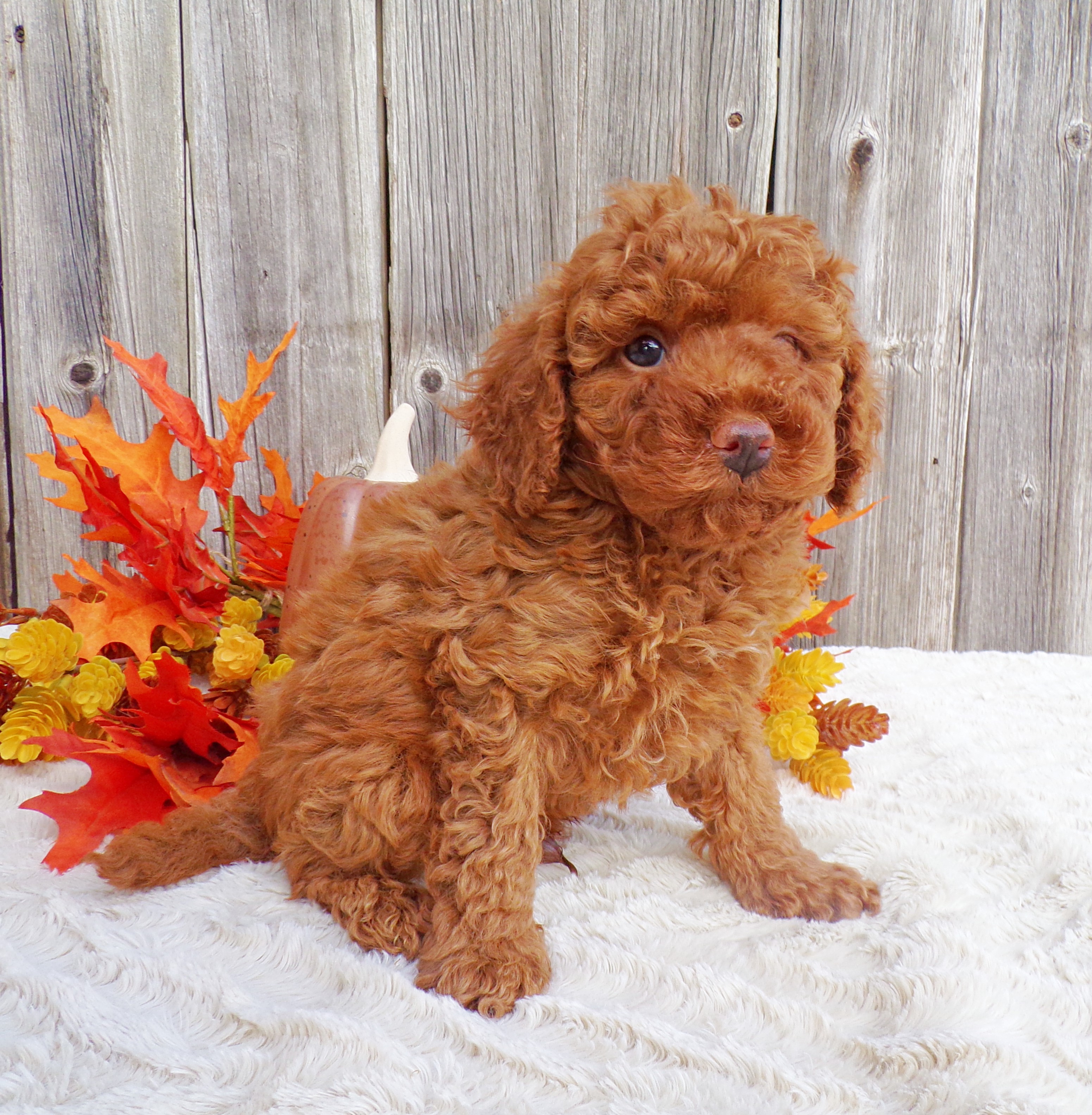 puppy, for, sale, Toy Poodle, Melvin Fisher, dog, breeder, Coatesville ...