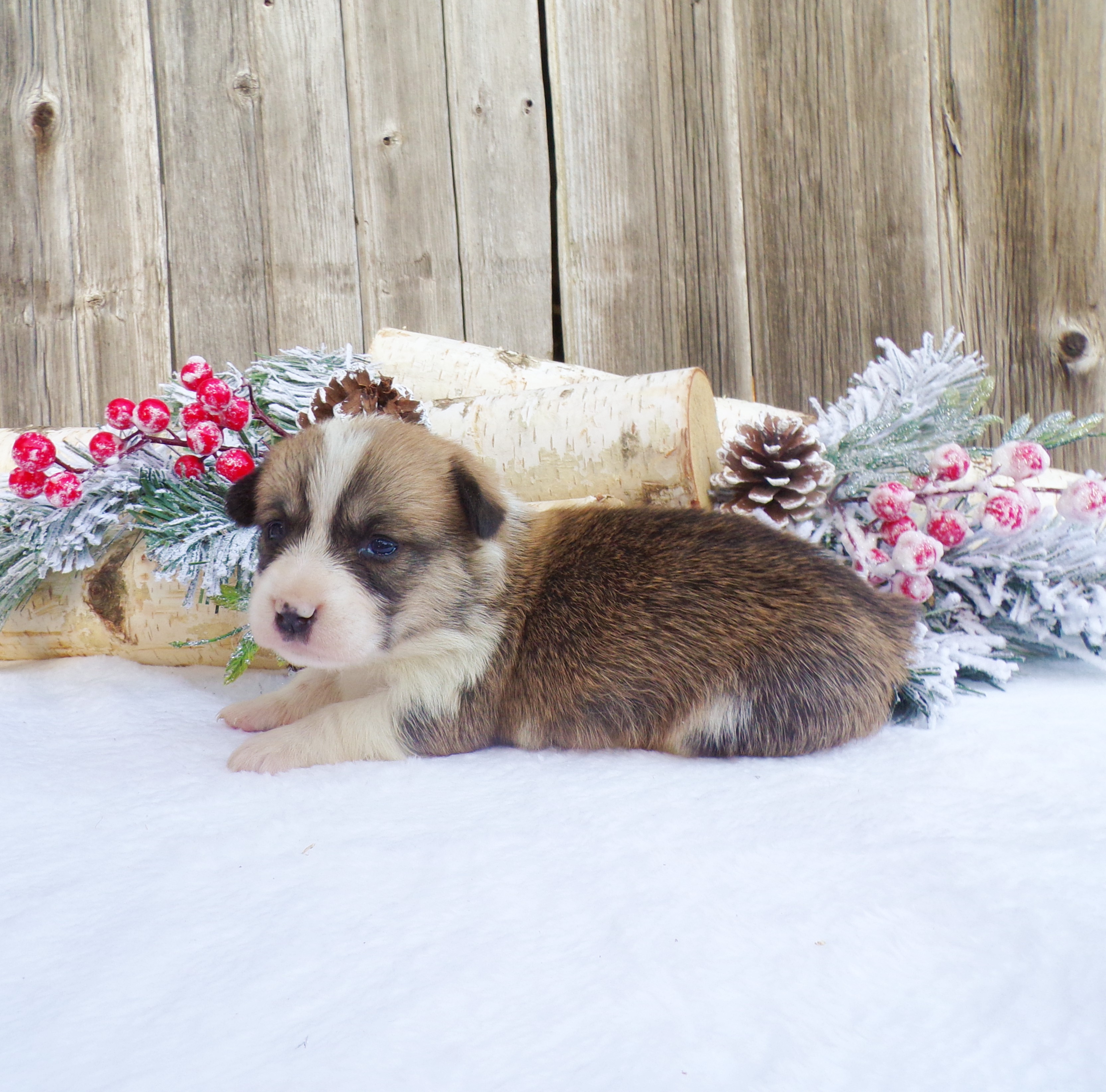 puppy, for, sale, Pembroke Welsh Corgi, Melvin Fisher, dog, breeder ...