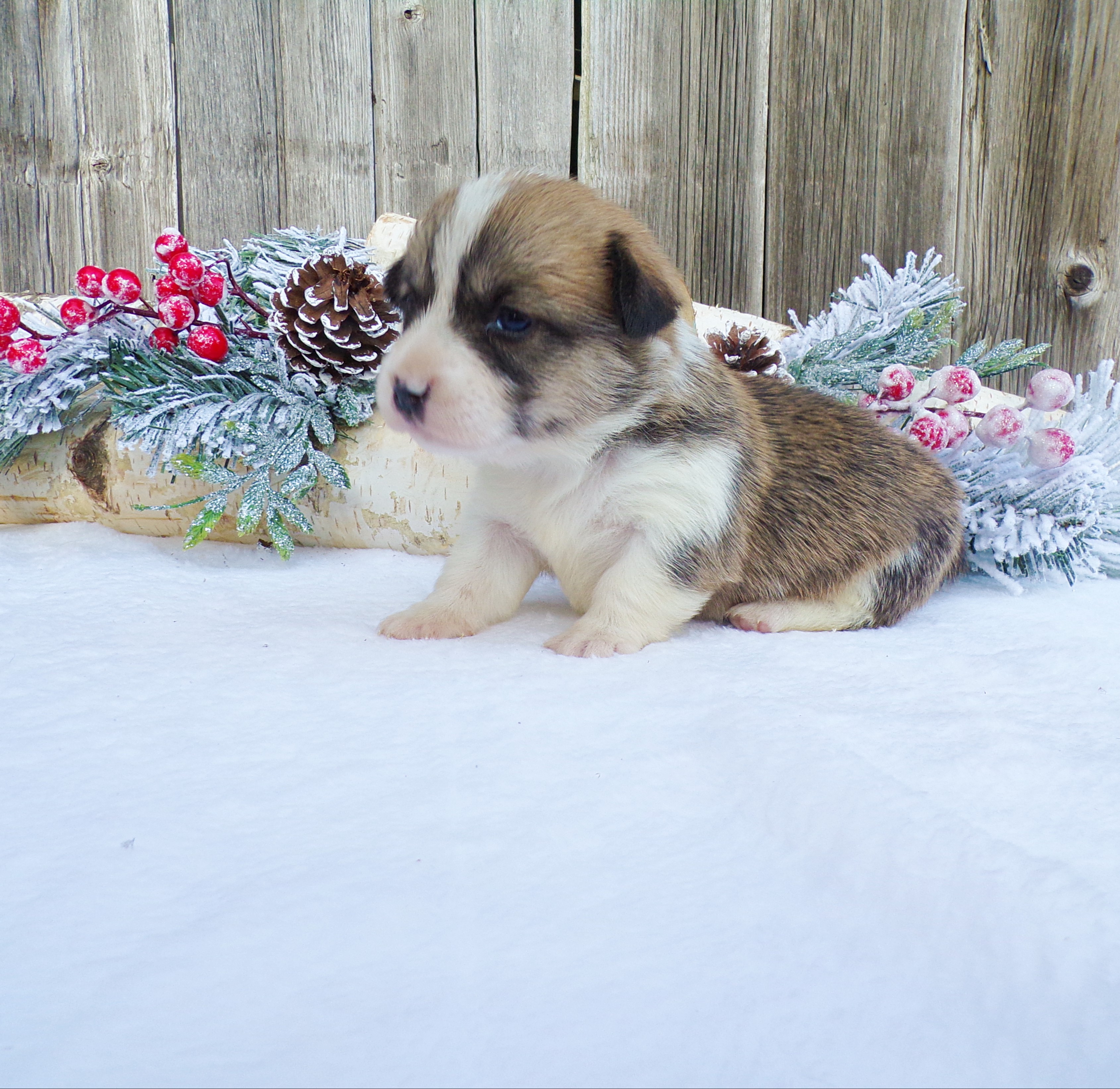 puppy, for, sale, Pembroke Welsh Corgi, Melvin Fisher, dog, breeder ...
