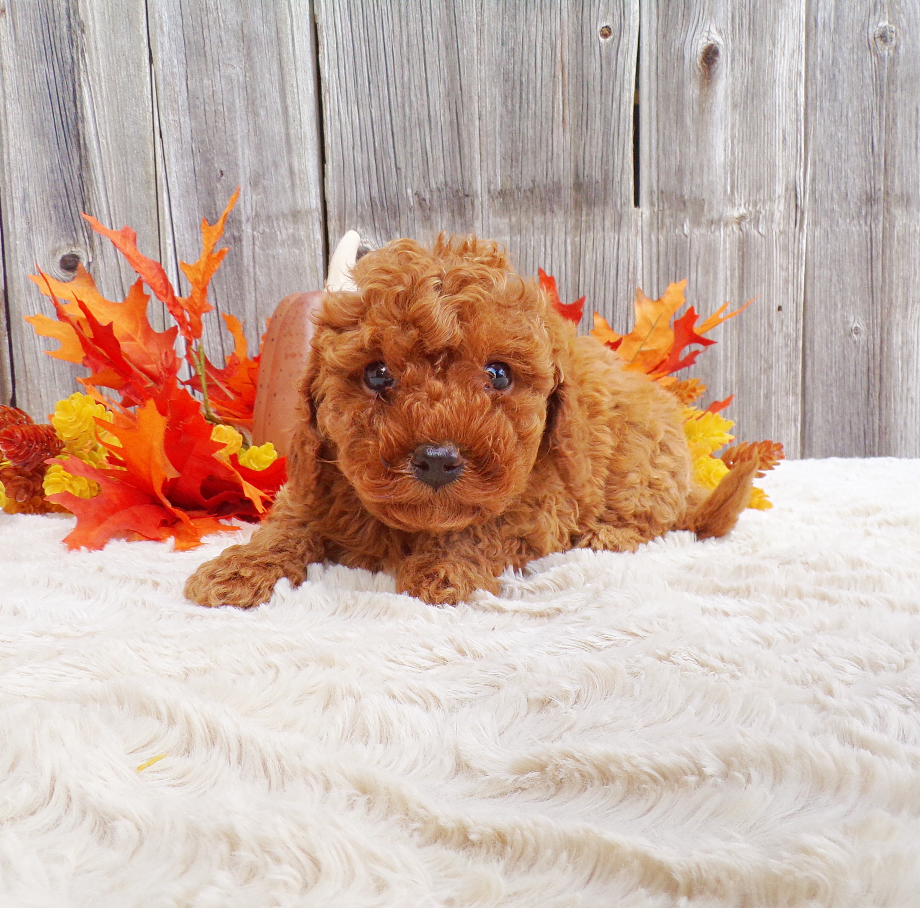 puppy, for, sale, Toy Poodle, Melvin Fisher, dog, breeder, Coatesville ...