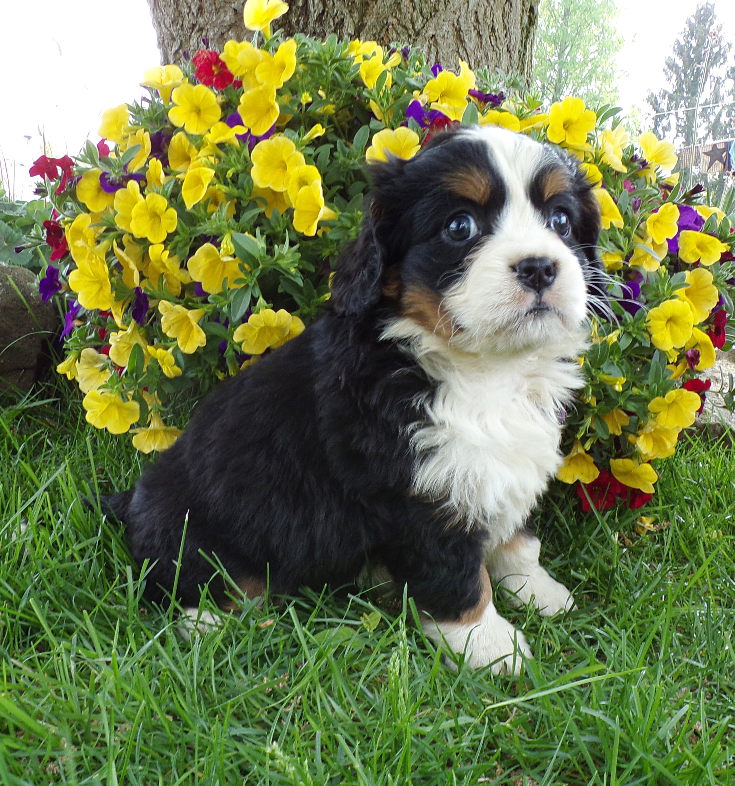 puppy, for, sale, Mini Bernese Mountain Dog, Melvin Fisher, dog ...