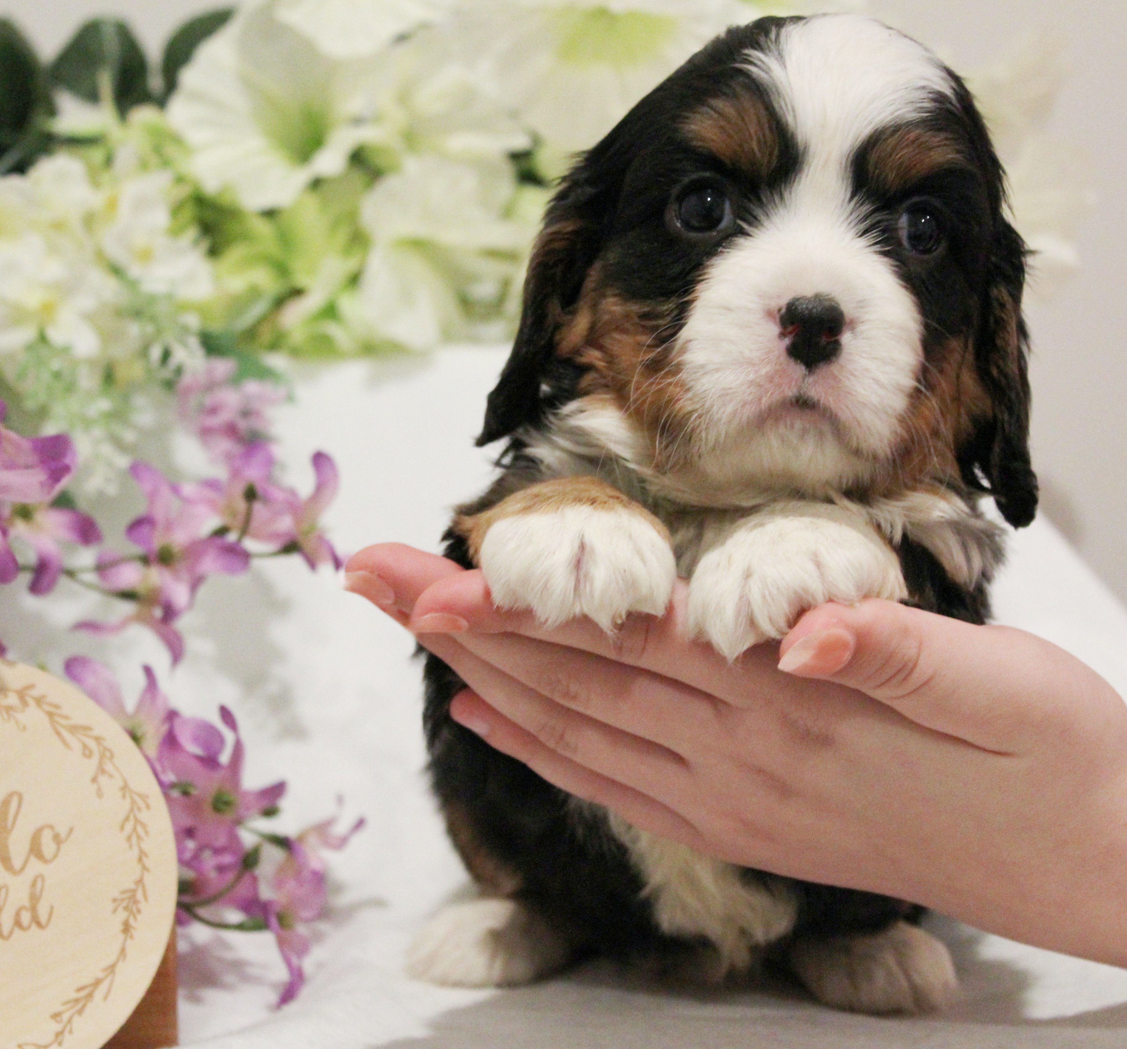 puppy, for, sale, Teacup Bernese, Melvin Fisher, dog, breeder ...