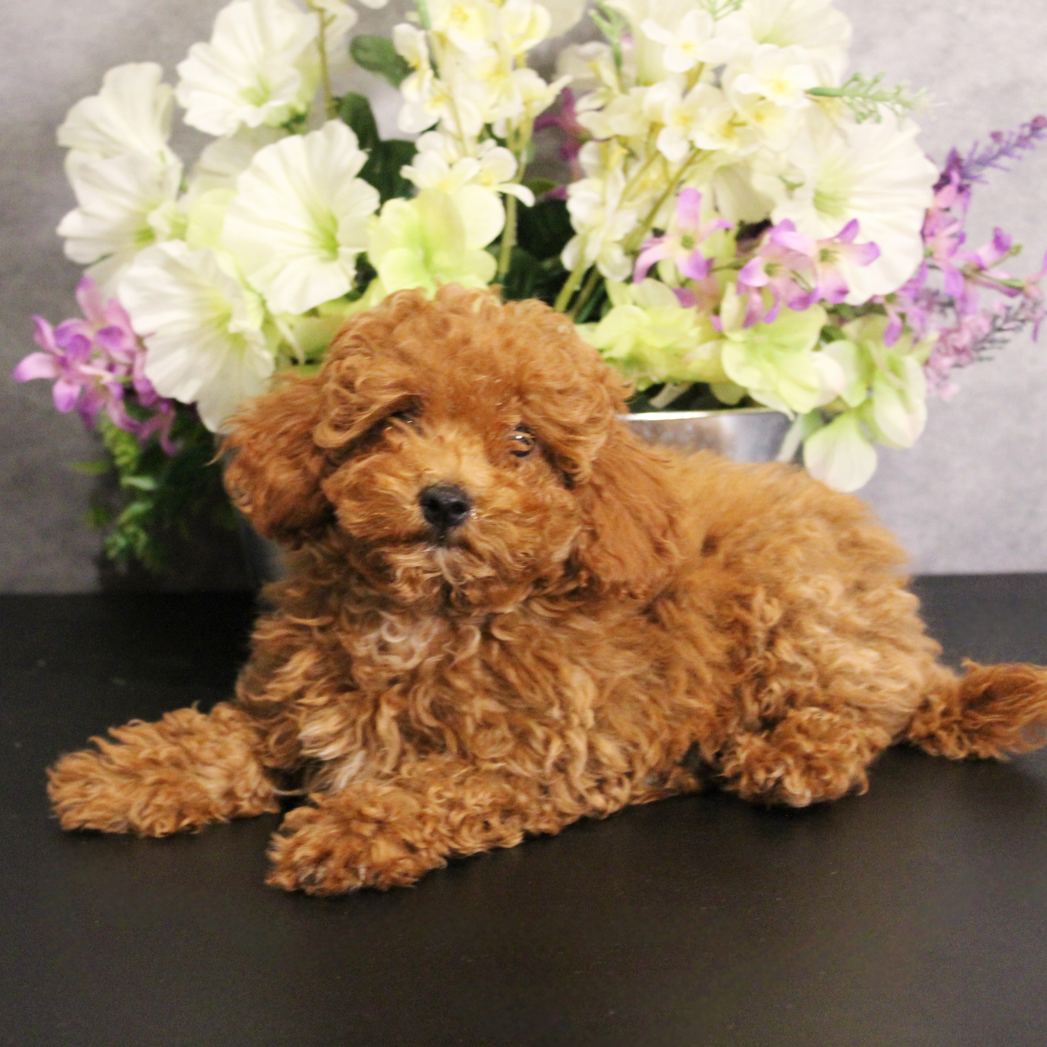 puppy, for, sale, Toy Poodle, Melvin Fisher, dog, breeder, Coatesville ...