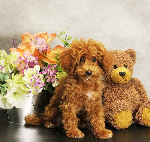 puppy, for, sale, Toy Poodle, Melvin Fisher, dog, breeder, Coatesville ...