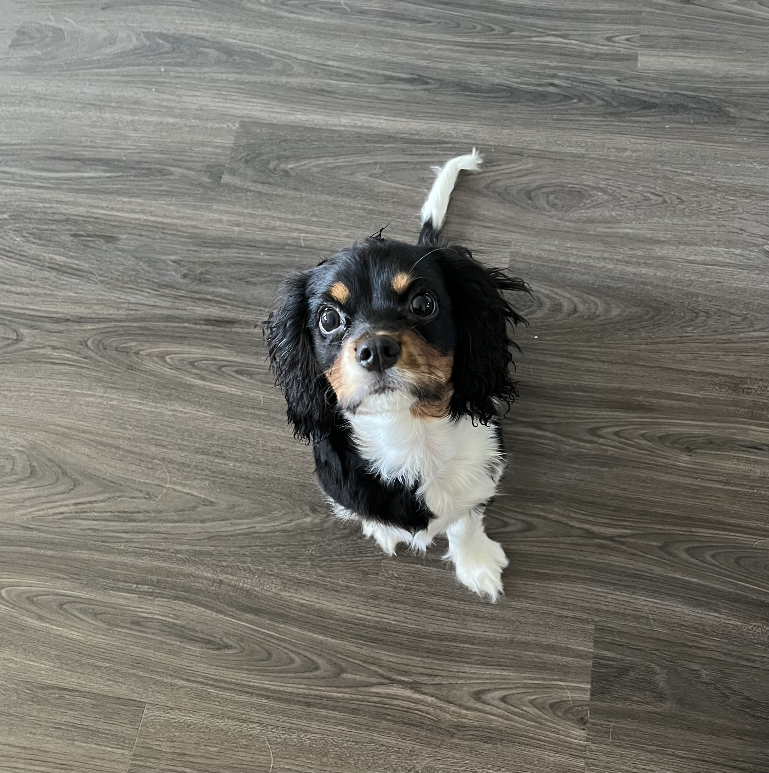 Treasured Paws Puppies - Puppy questionnaire