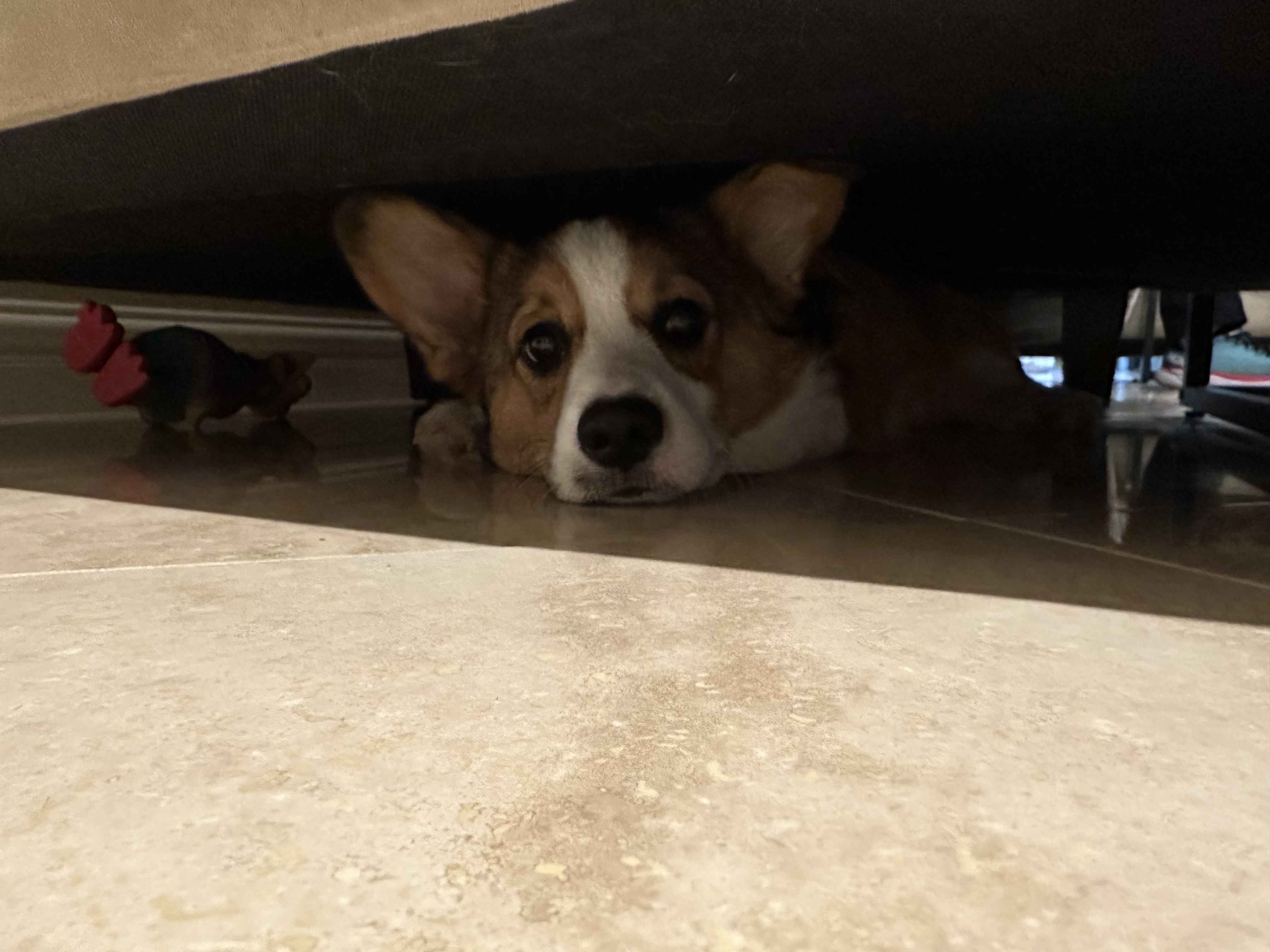 Treasured Paws Puppies - Puppy questionnaire