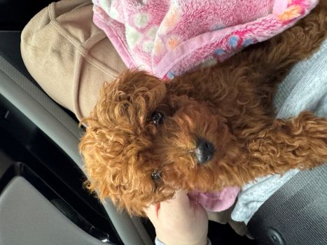 Treasured Paws Puppies - Puppy questionnaire