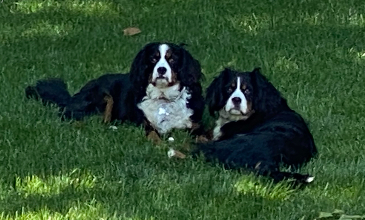 Treasured Paws Puppies - Puppy questionnaire