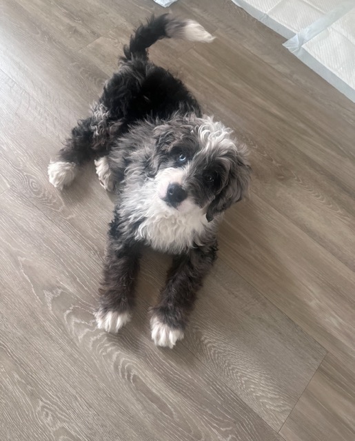 Treasured Paws Puppies - Puppy questionnaire