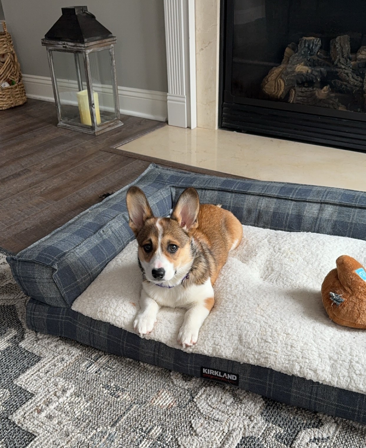 Treasured Paws Puppies - Puppy questionnaire