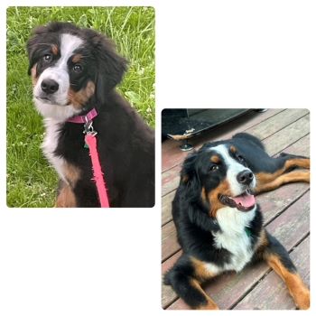 Treasured Paws Puppies - Puppy questionnaire